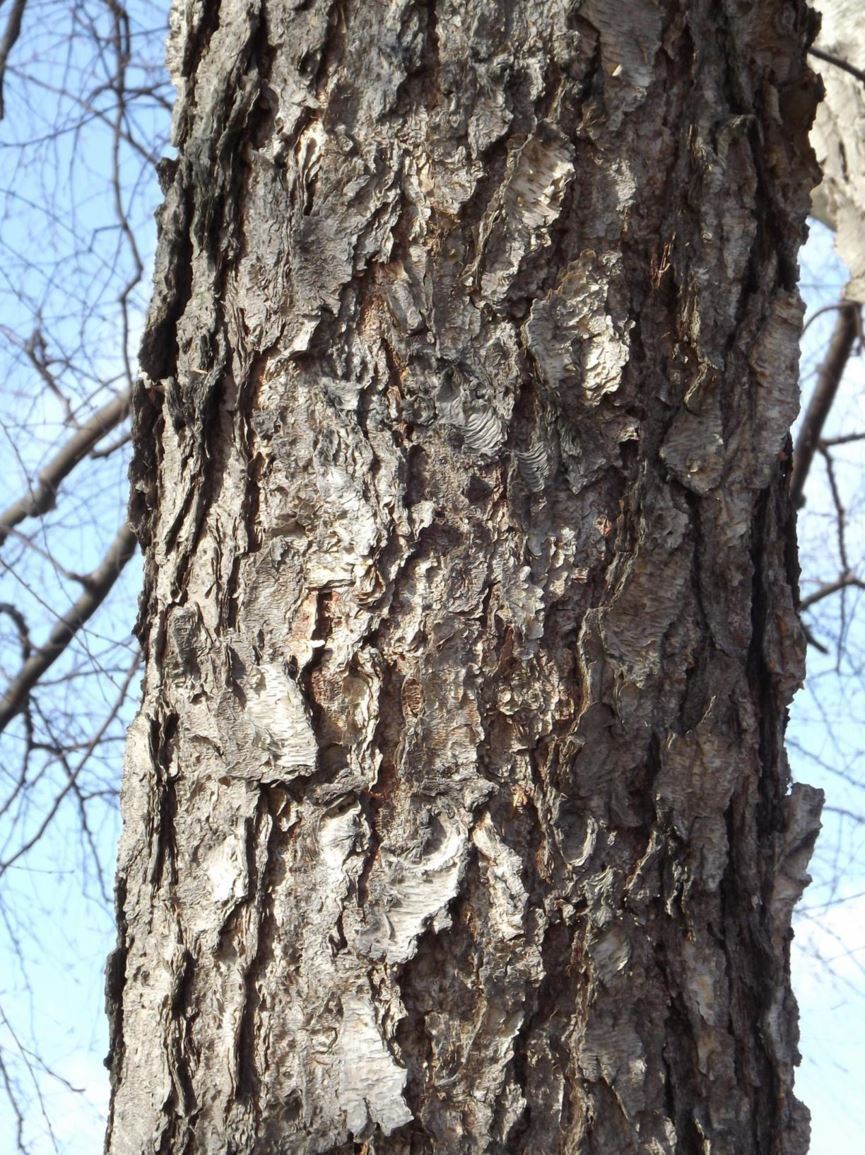 Betula nigra - river birch, red birch | The Dawes Arboretum