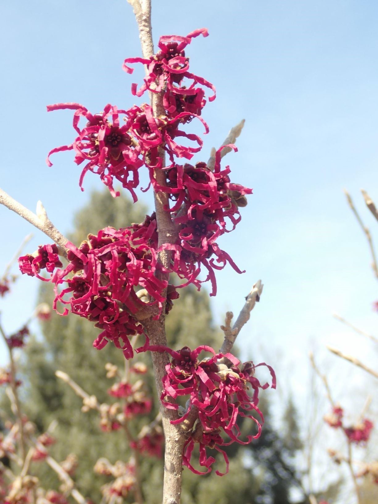 Arboretum Explorer | The Dawes Arboretum